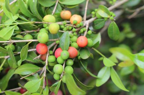 CAMBU VA Myrciaria Floribunda CAMBU VA Myrciaria Floribunda