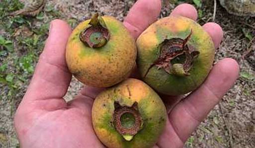 GUABIROBA FOLHA DE MAÇÁ (Campomanesia malifolia)