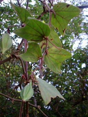 MARACUJÁ CARAMBOLA (Passiflora capsularis)